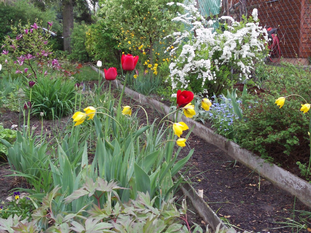 Frühlingsgarten mit blühenden Sträuchern - Gartenelfe