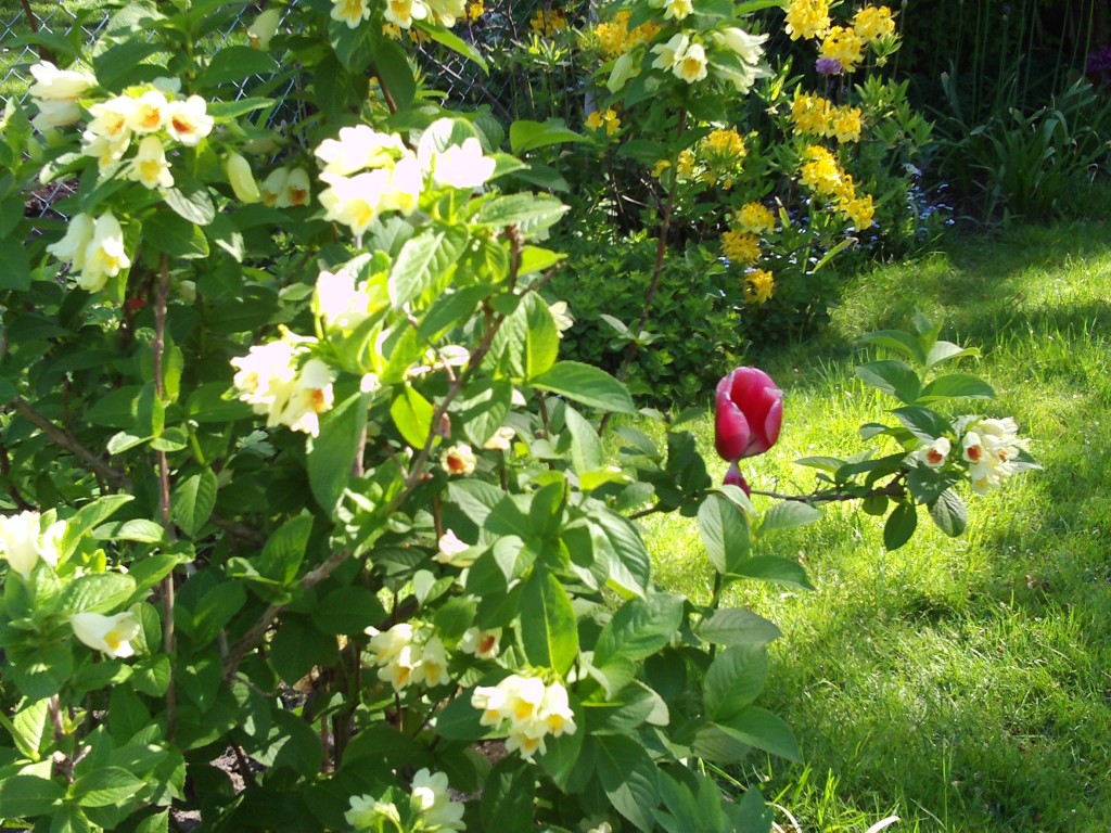 Frühlingsgarten mit blühenden Sträuchern - Gartenelfe